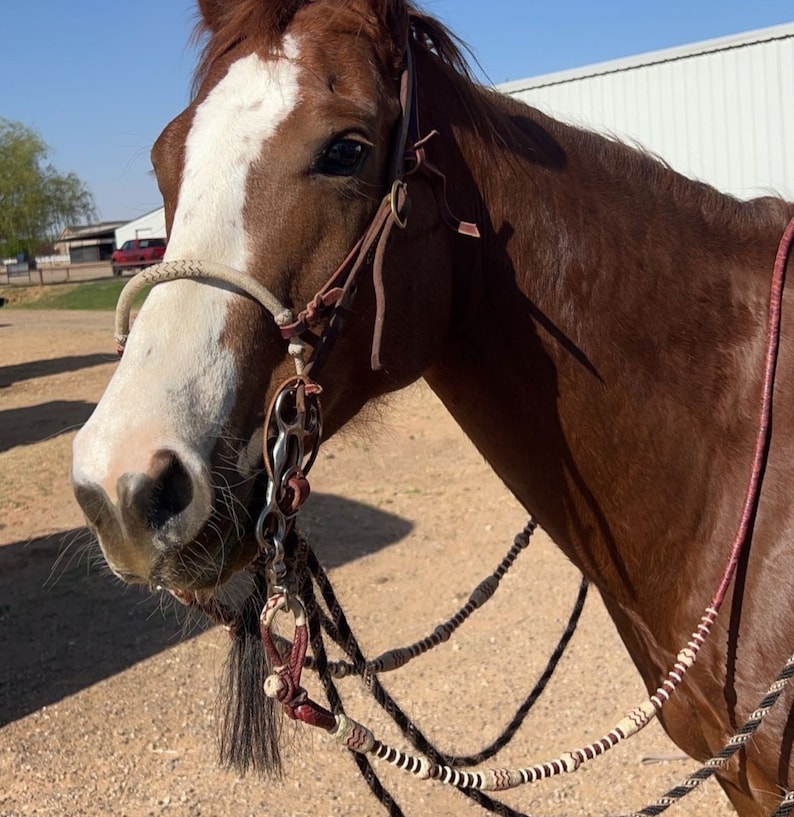20 Plaits Romal Reins California Style, Rommel Reins Chestnut Cherry ...
