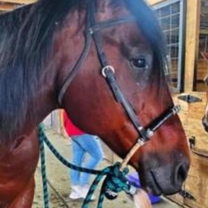 Hand-crafted Rawhide Horse Bosal, 24 Plaits, Western Style - Etsy