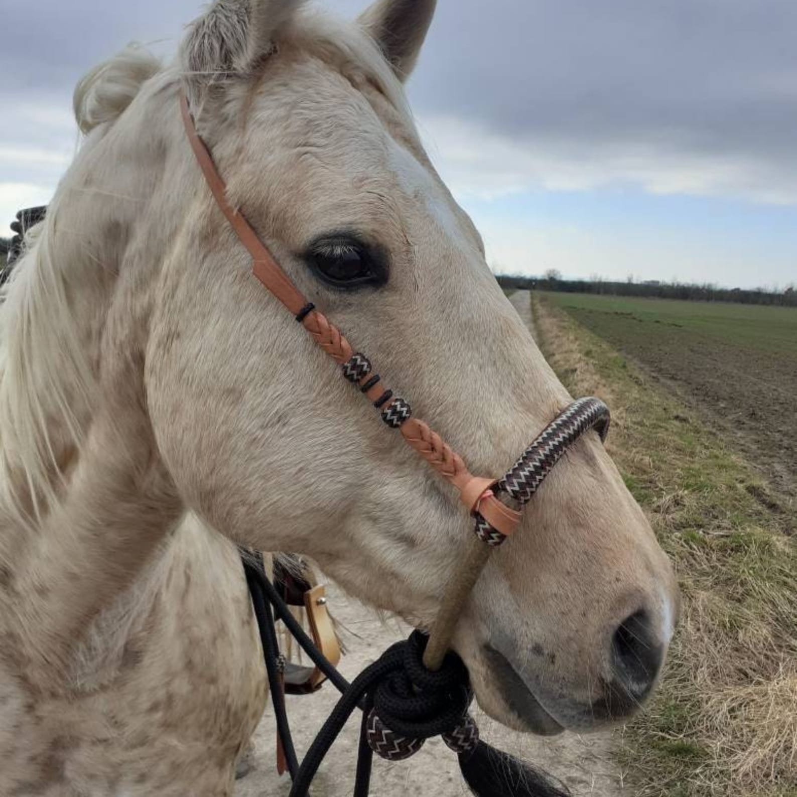Handmade Bosal Set 40 Plaits Rawhide Natural Bosal Set Bosal - Etsy