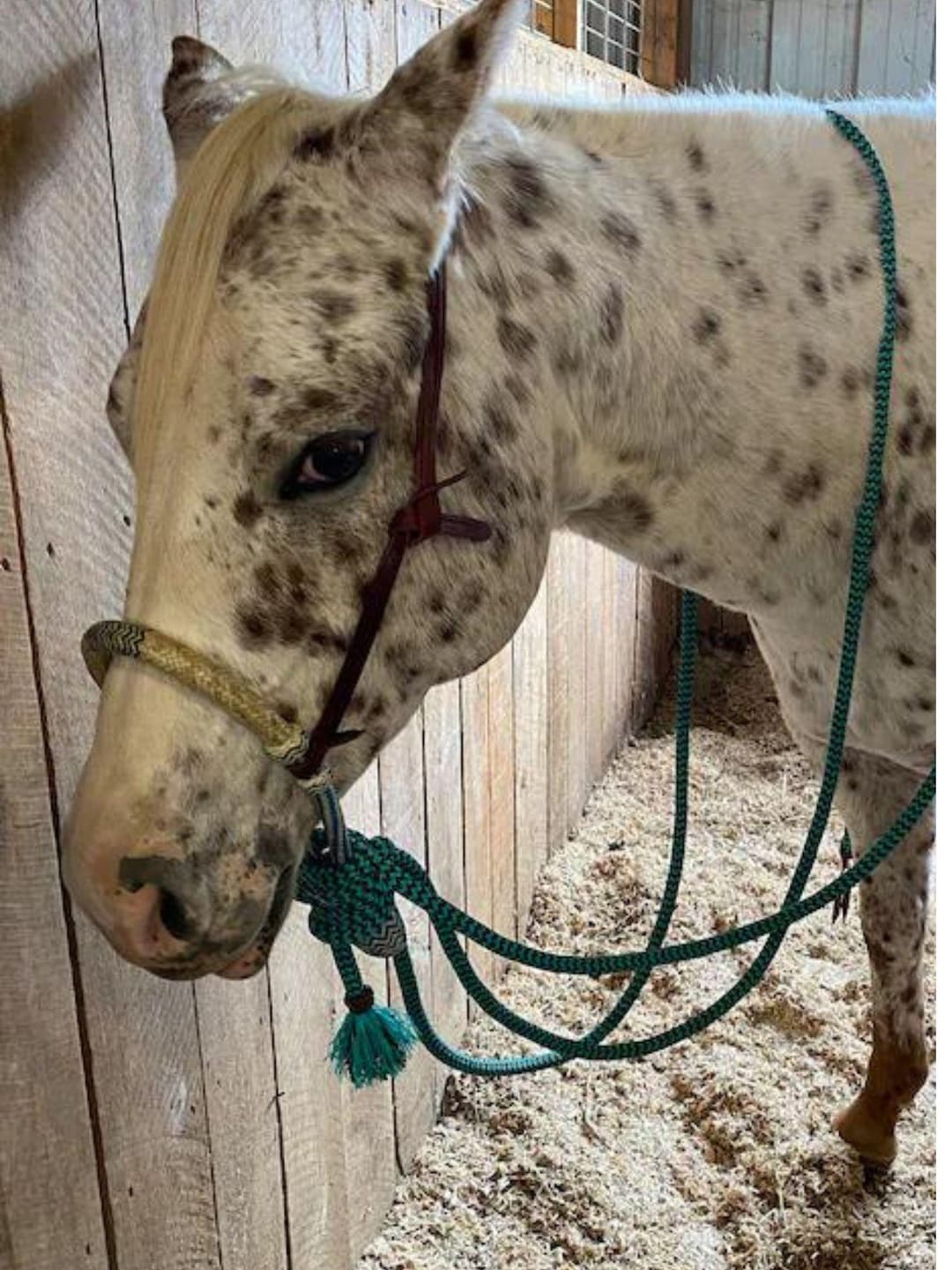 Hand-crafted Rawhide Horse Bosal, Natural & Turquoise, 28 Plaits - Etsy