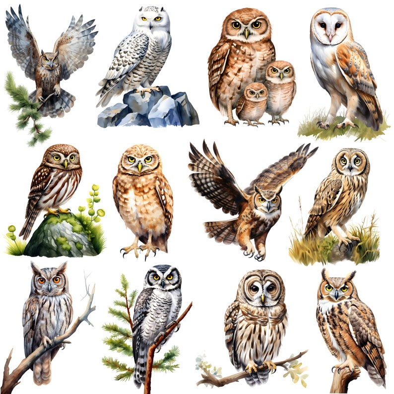 Watercolor Owls Clipart Bundle, 50 Owl Png Bird Images, Cute Owls, Bird ...