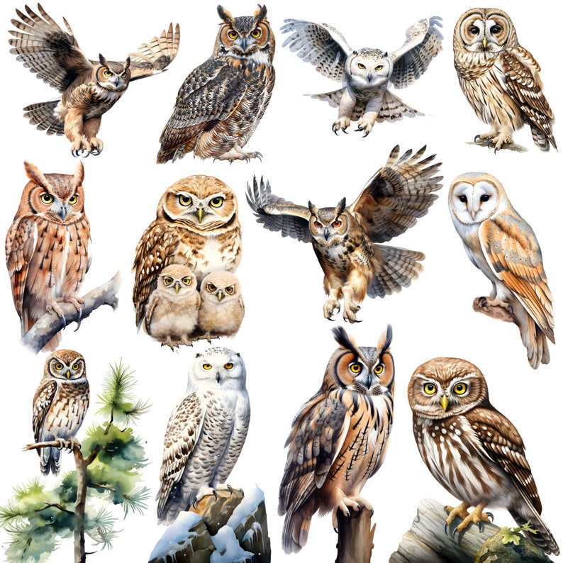 Watercolor Owls Clipart Bundle, 50 Owl Png Bird Images, Cute Owls, Bird ...