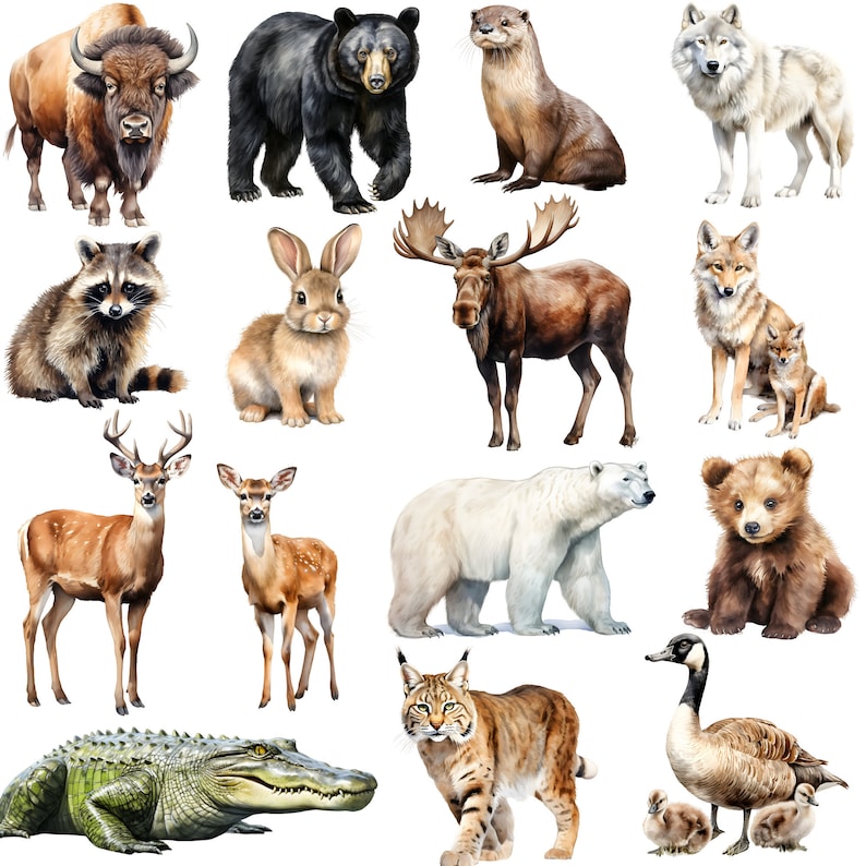 Watercolor North American Animals Clipart, Transparent PNG (digital ...