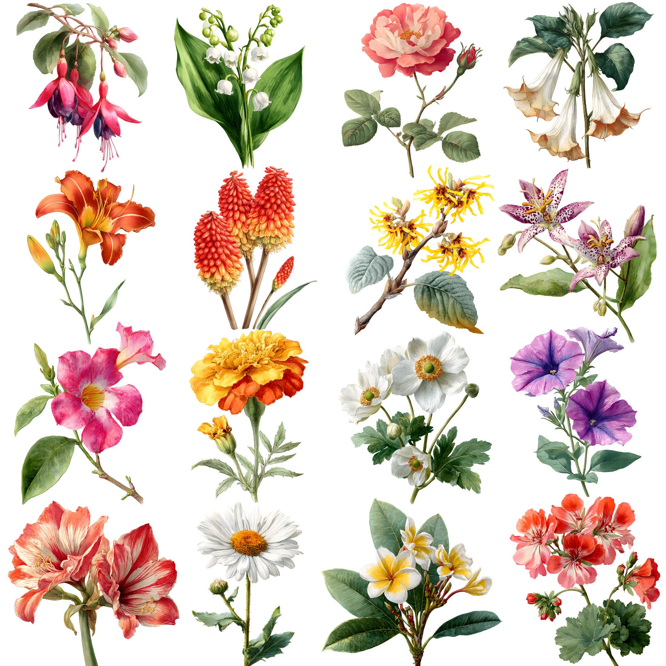 Watercolor Botanical Illustrations, Clipart Bundle, 160 Flower Png ...