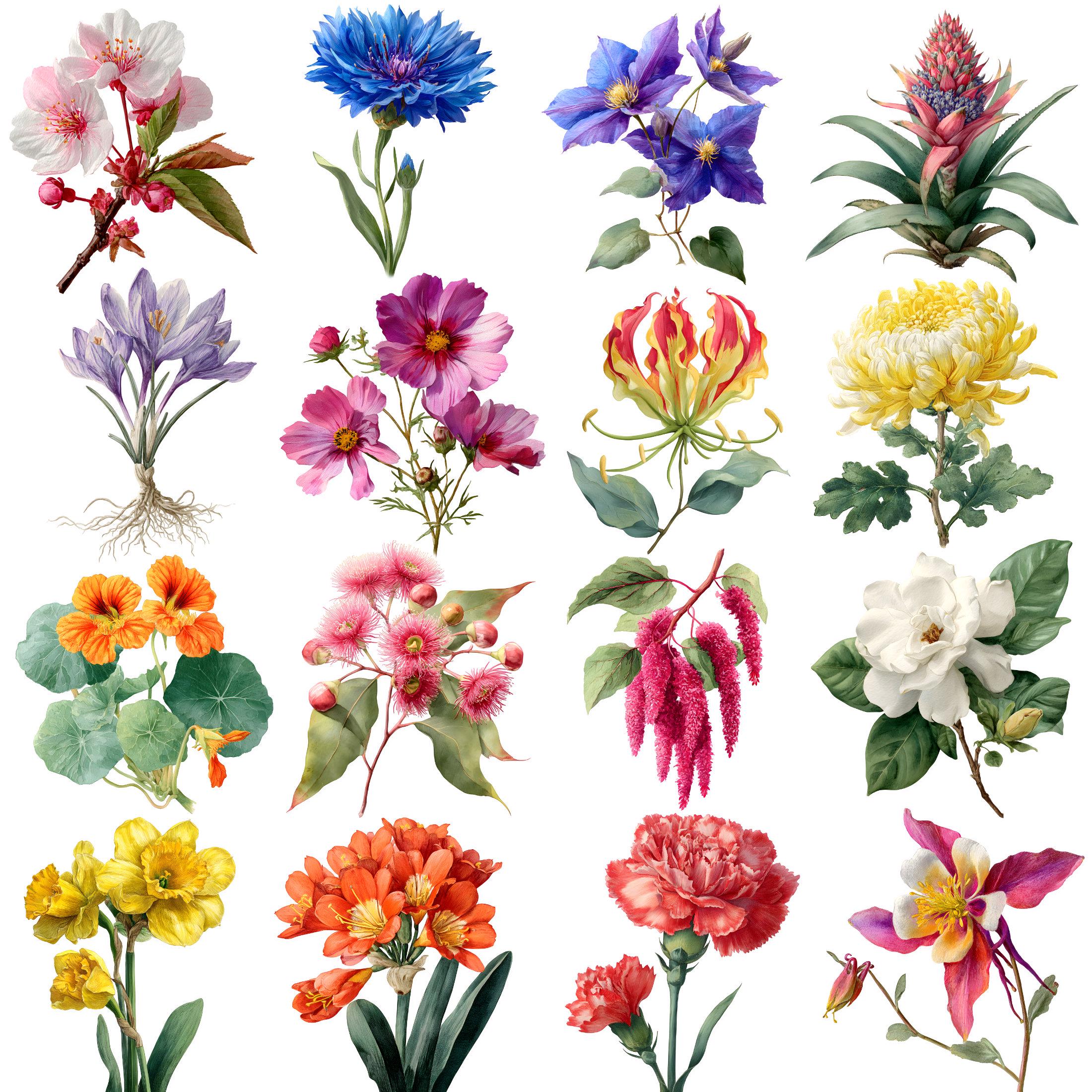 Watercolor Botanical Illustrations, Clipart Bundle, 160 Flower Png ...