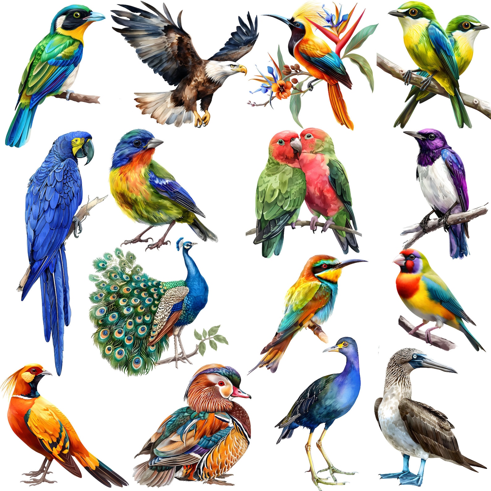 150 Watercolor Birds Clipart Bundle, Colorful Birds, Beautiful Birds of ...