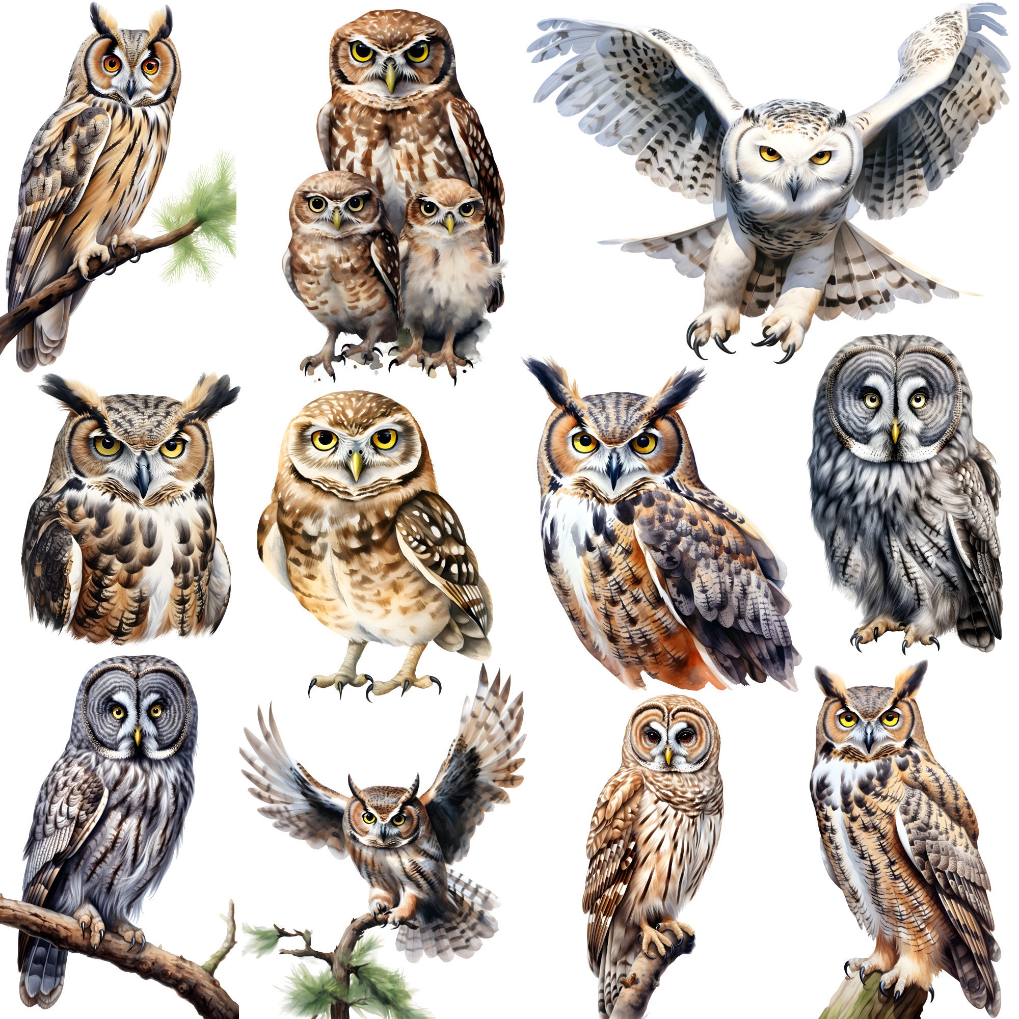 Watercolor Owls Clipart Bundle, 50 Owl Png Bird Images, Cute Owls, Bird ...