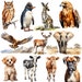 Watercolor Animals Clipart Bundle, Animal Png, Wild Animals, Farm ...
