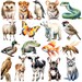 Watercolor Animals Clipart Bundle, Animal Png, Wild Animals, Farm ...