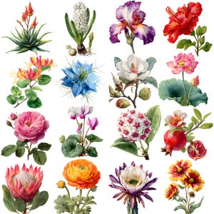 Watercolor Botanical Illustrations, Clipart Bundle, 160 Flower Png ...