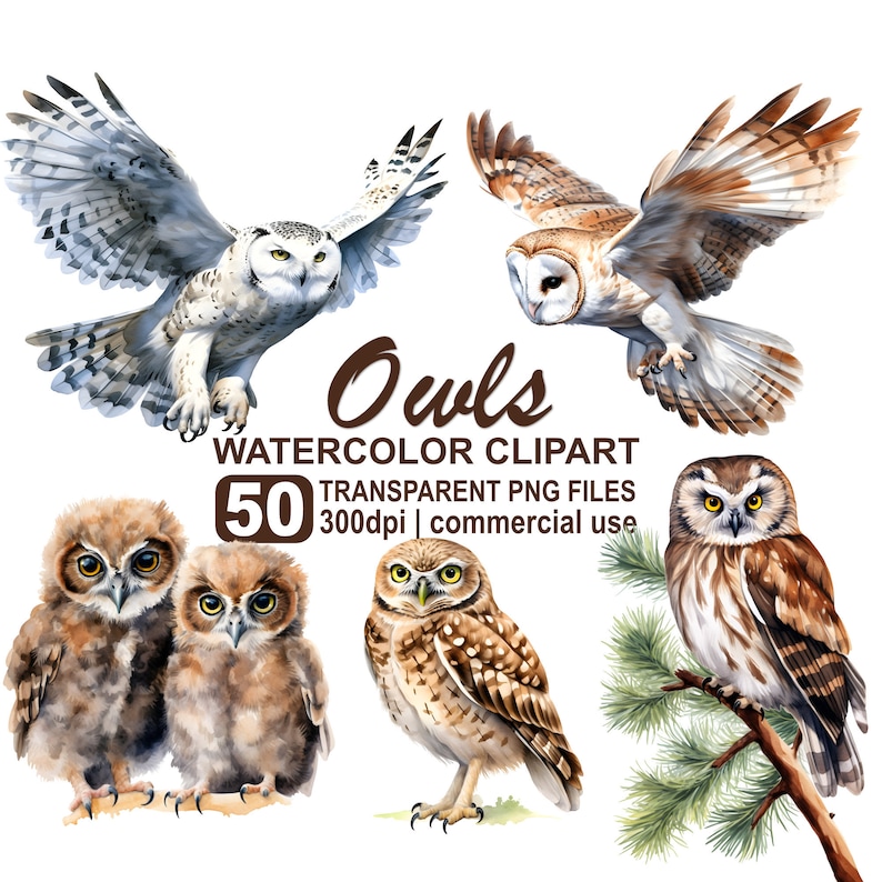 Watercolor Owls Clipart Bundle, 50 Owl Png Bird Images, Cute Owls, Bird ...