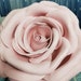 Big Pink Rose 50 Cm/giant Foam Flower/event Extra Large - Etsy