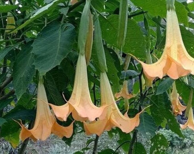 Brugmansia Plants - Charles Grimaldi, Full Sun, Perennial Flowers ...