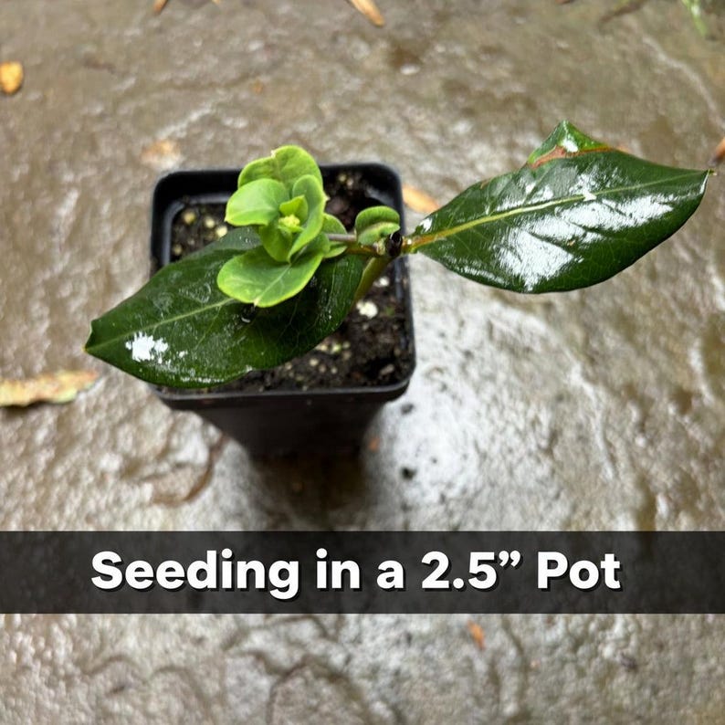 Trumpet Coral Honeysuckle (lonicera Sempervirens) Blanche Sandman Plant ...