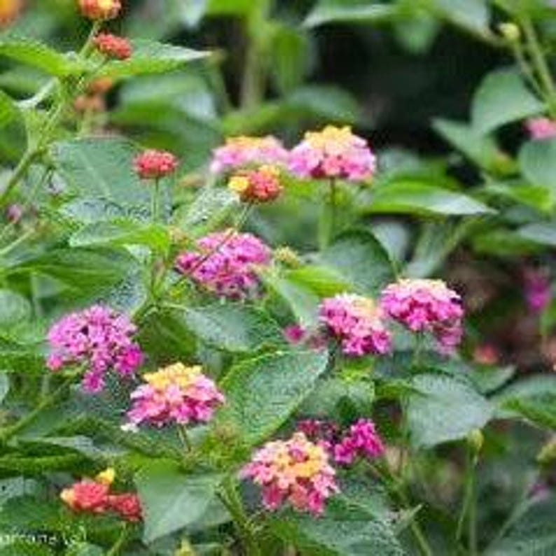 Mozelle Lantana Plants - Etsy
