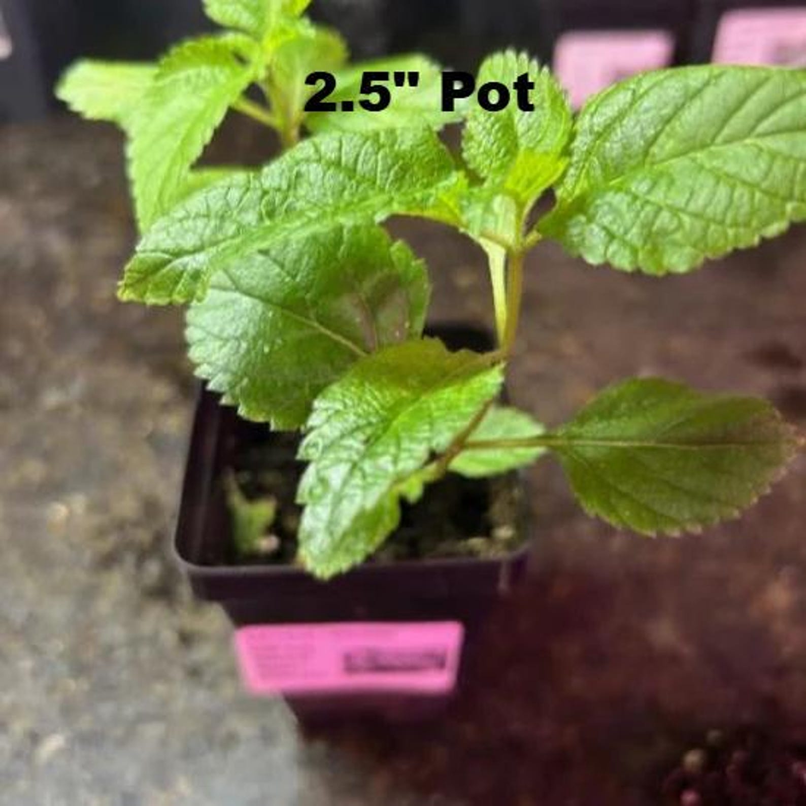 Mozelle Lantana Live Plant - Etsy