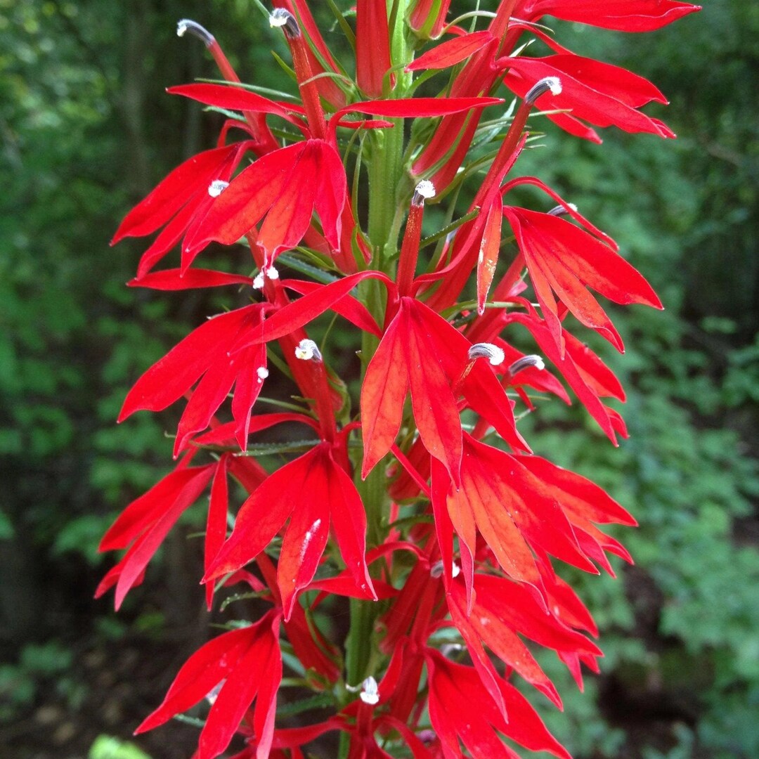 Cardinal Flower Seeds - 100 Count, Bright Red Blooms, Native Perennial ...