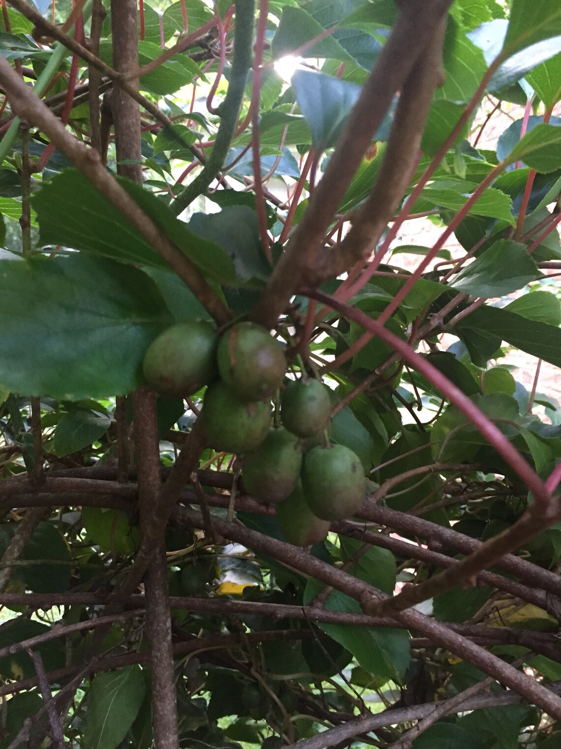 Hardy Kiwi plants Anna Female and Meader Male plants | Etsy