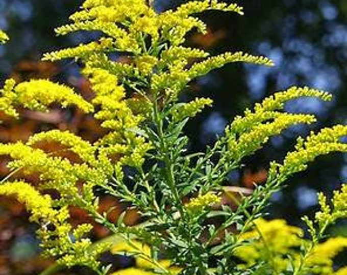 Golden Rod Plant - Etsy