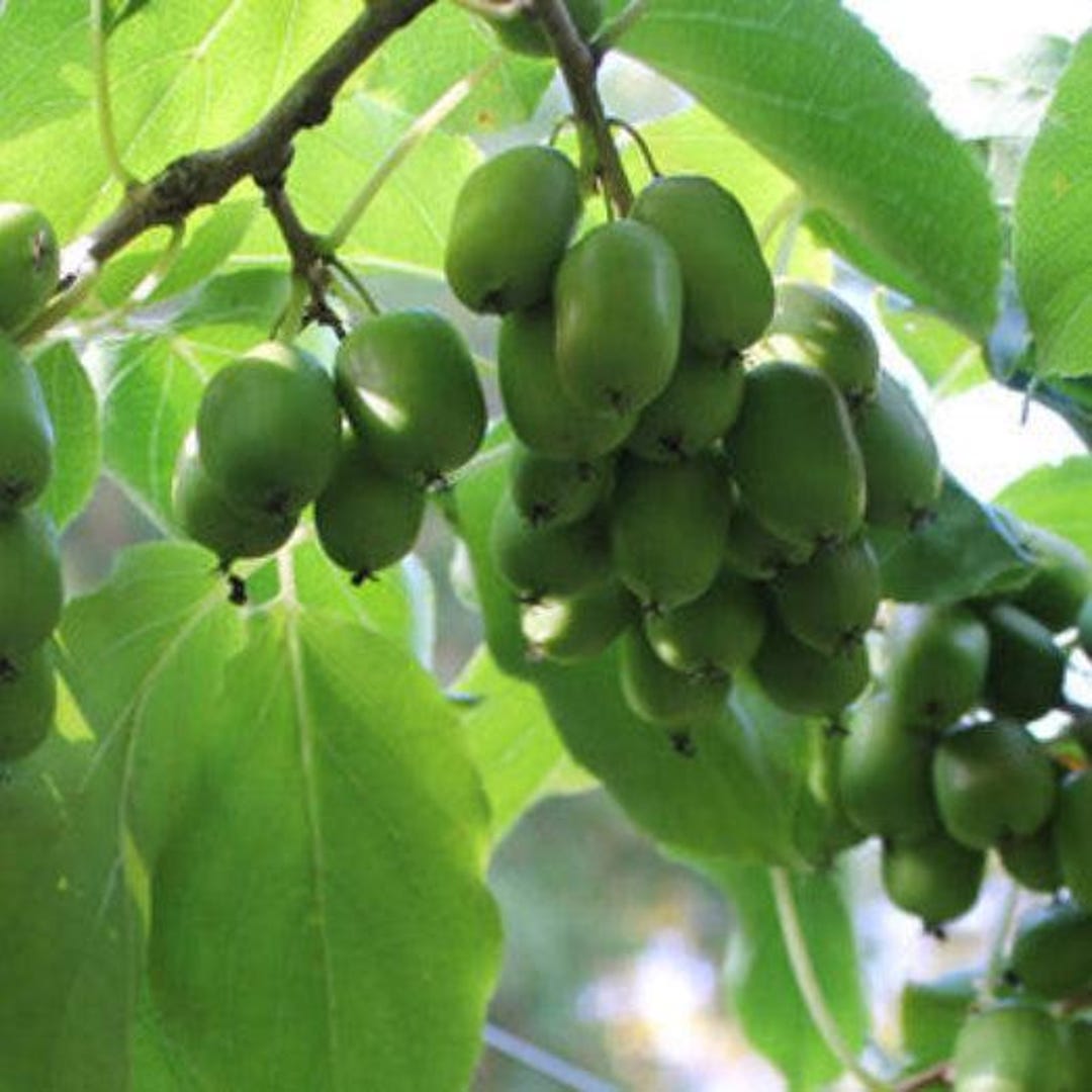 Hardy Kiwi Plants- Anna (female), Meader (male) Plants, Perennial Fruit ...