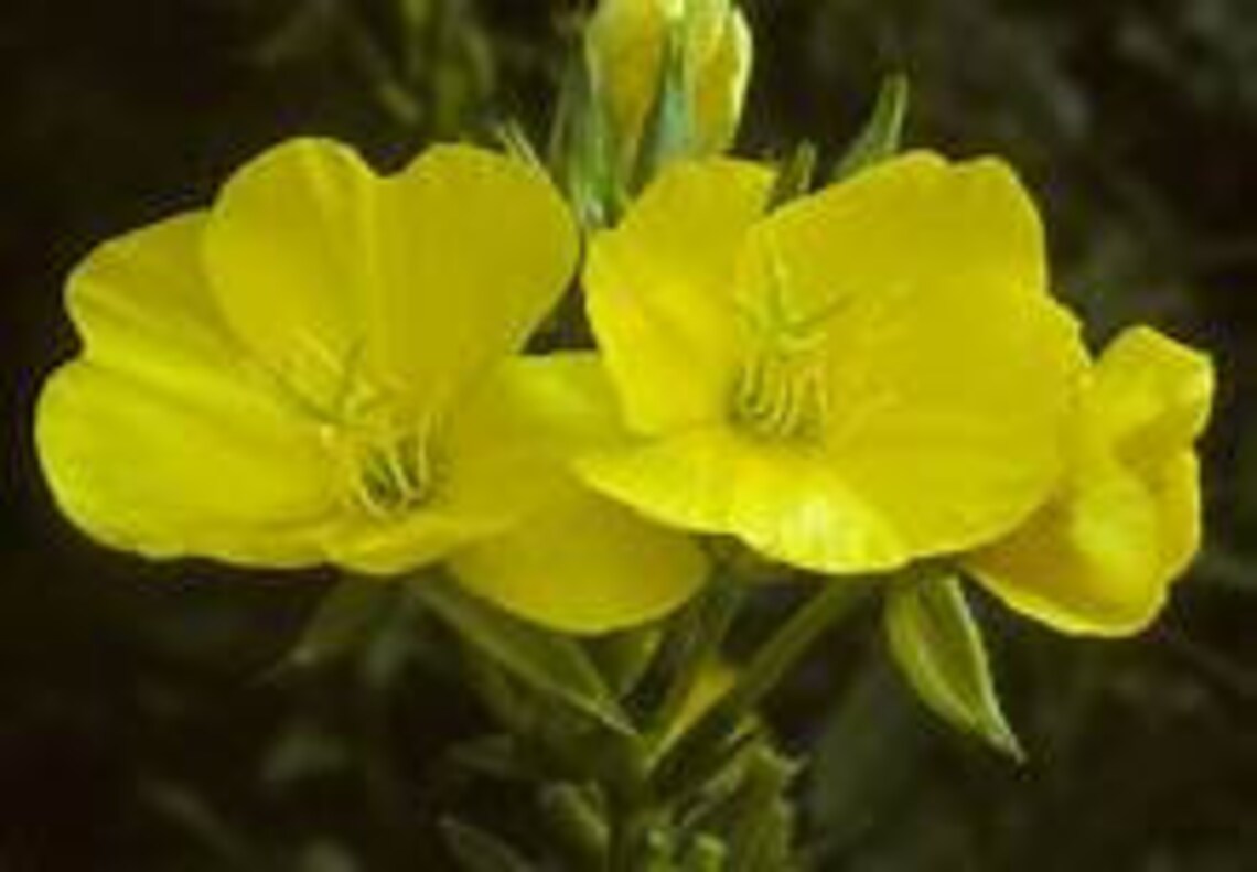 Common Evening Primrose Plant - Etsy