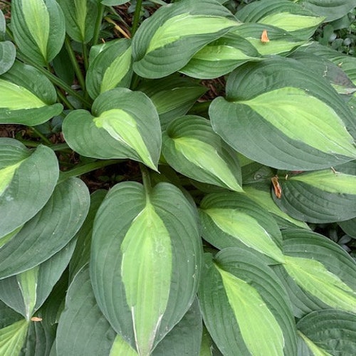 Hosta 'pandora's Box' 1 Plug Size Starter Plant | Etsy