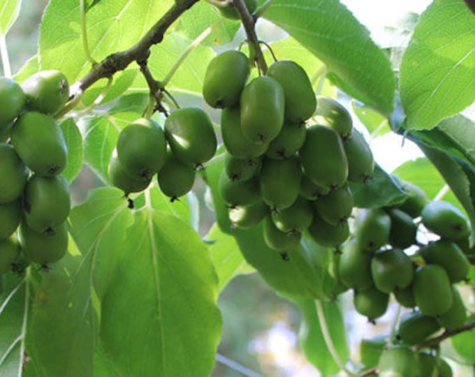 Hardy Kiwi Plants Anna female And/or Meader male Plants - Etsy
