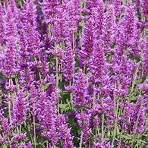 SteepHillGarden - Etsy