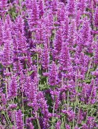 SteepHillGarden - Etsy