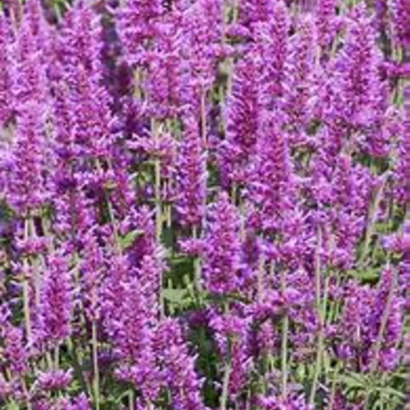 SteepHillGarden - Etsy