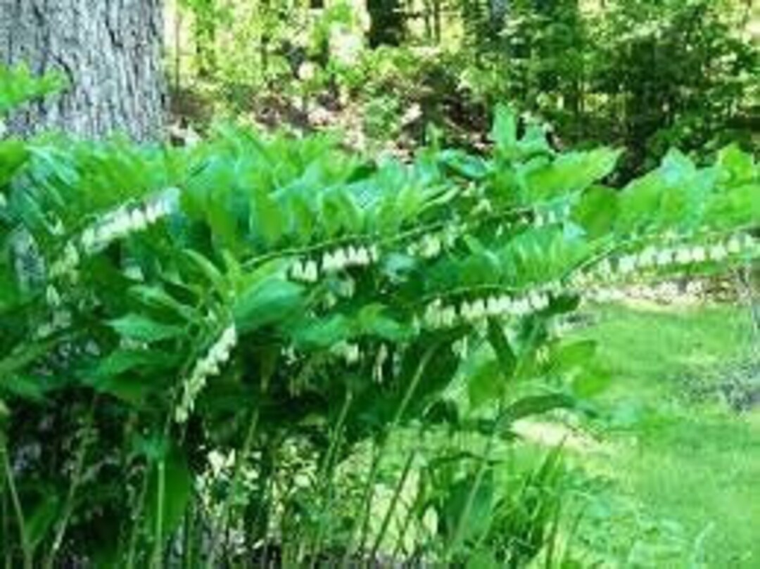 Solomon Seal Plants, Part Sun, Perennial Flowers, Steep Hill Garden - Etsy