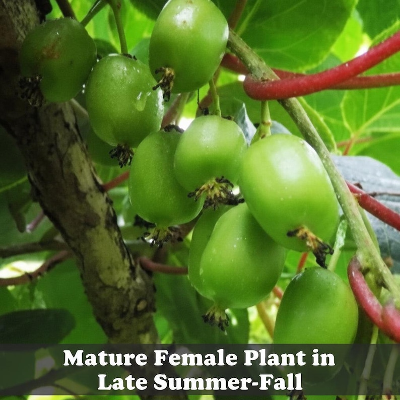 Hardy Kiwi Cuttings - Anna Female & Meader Male, Edible Fruit Vine ...