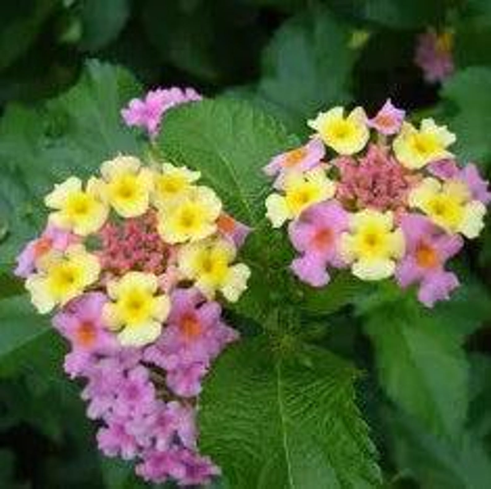 Mozelle Lantana Plants - Etsy
