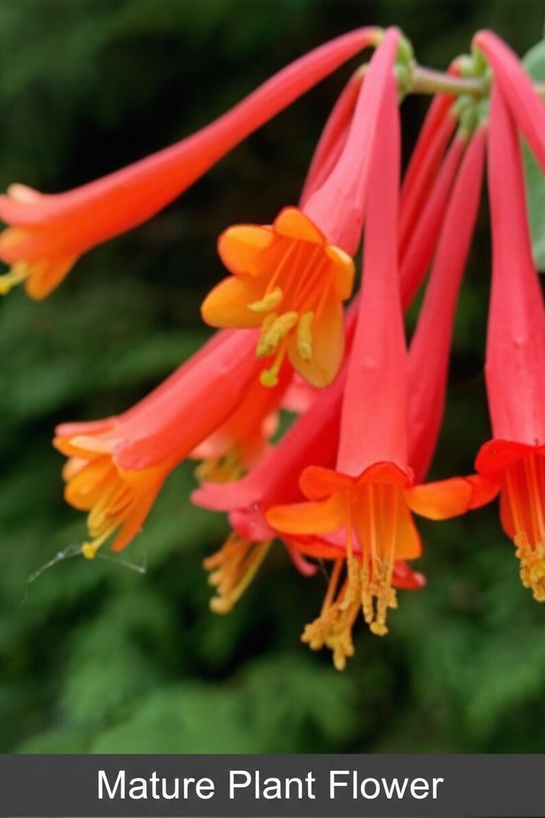 Trumpet Coral Honeysuckle (lonicera Sempervirens) Blanche Sandman Plant ...