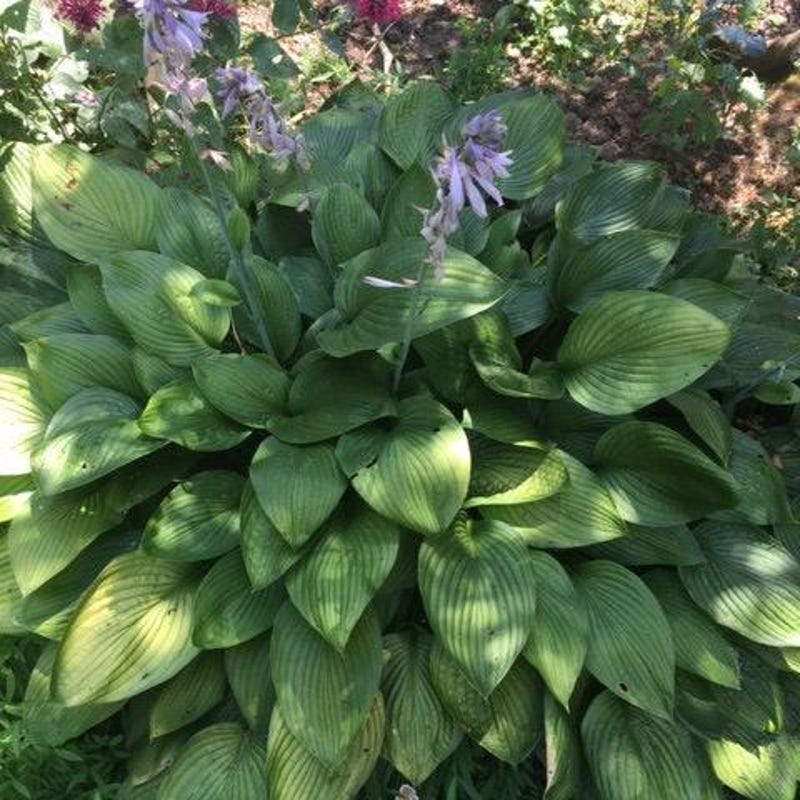 Purple Hosta Plant - Etsy