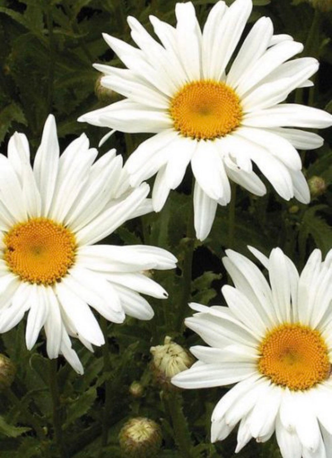 Shasta Daisy Alaska Seeds 50 Seeds - Etsy