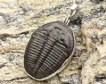 Trilobite Trilobit Sterling Silver Pendant Necklace Amulet Jewel Fossil ...