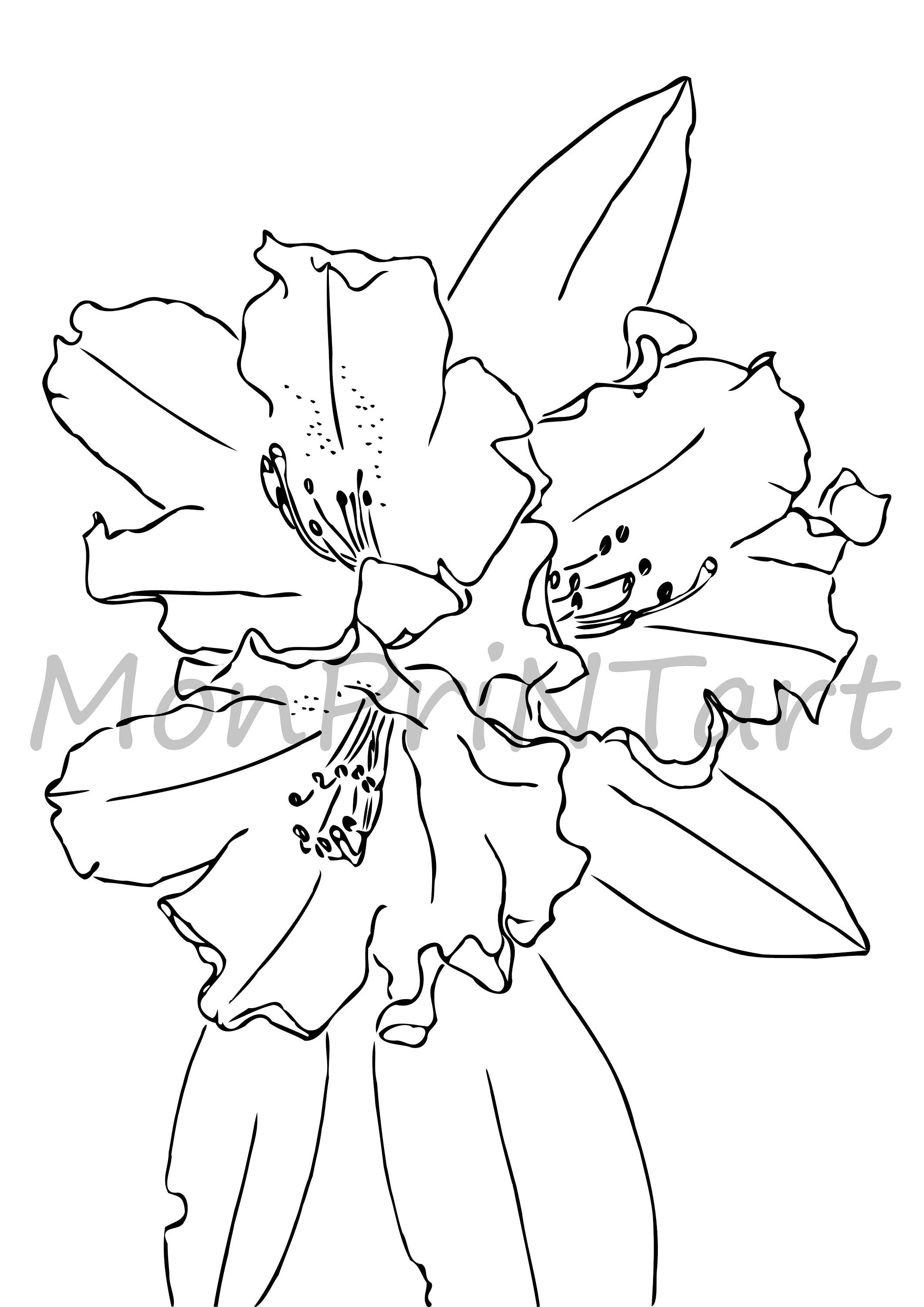 Rhododendron Art/botanical Line Art/black and White Wall Decor/hand ...