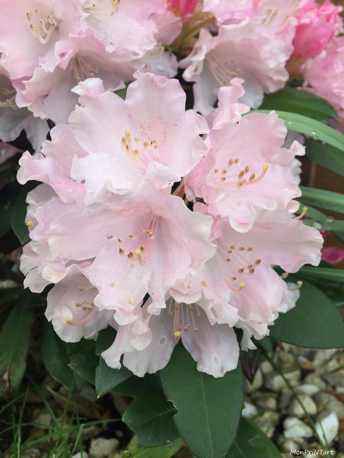 Rhododendron Art/botanical Line Art/black and White Wall Decor/hand ...