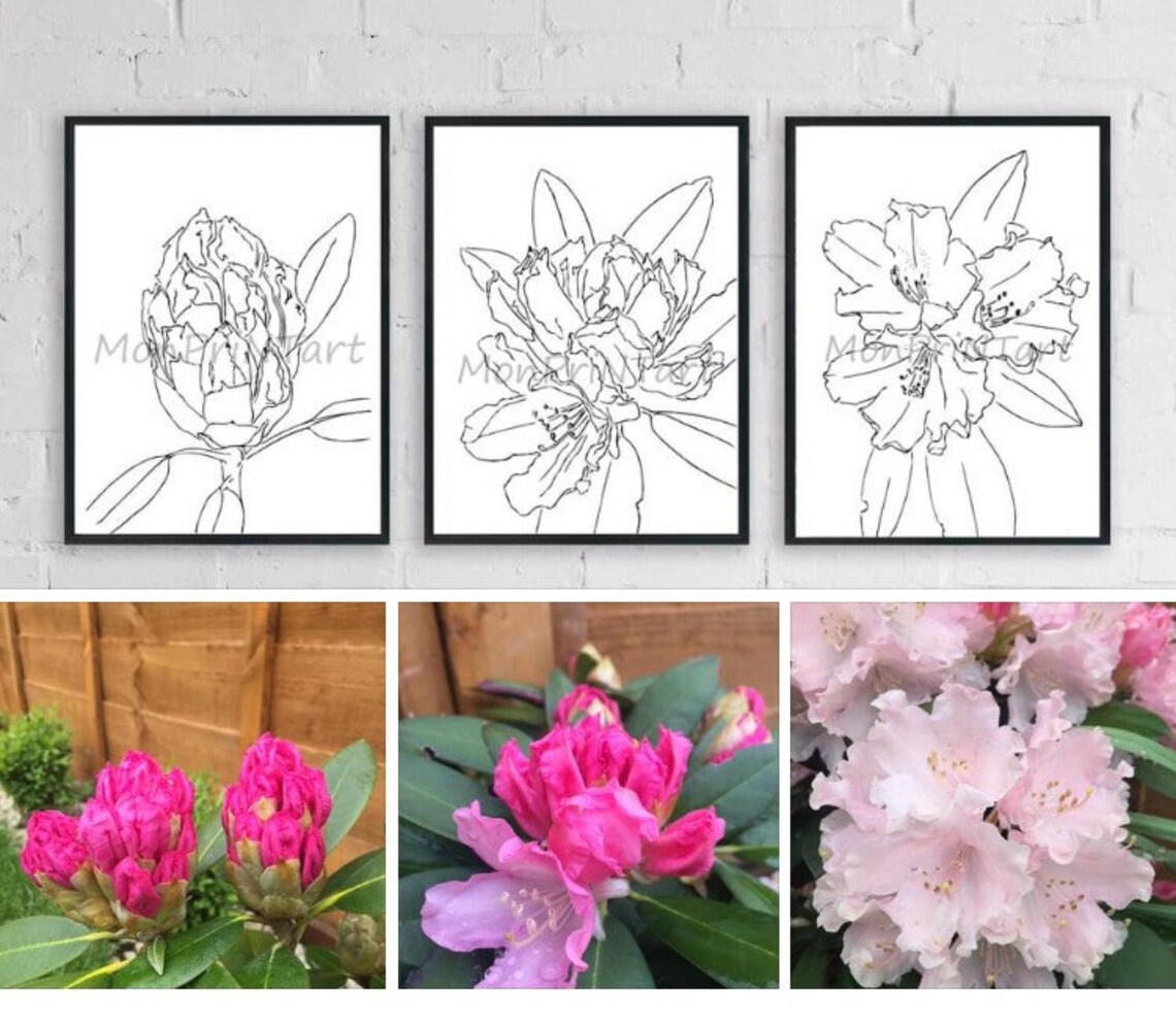 Rhododendron Art/botanical Line Art/black and White Wall Decor/hand ...