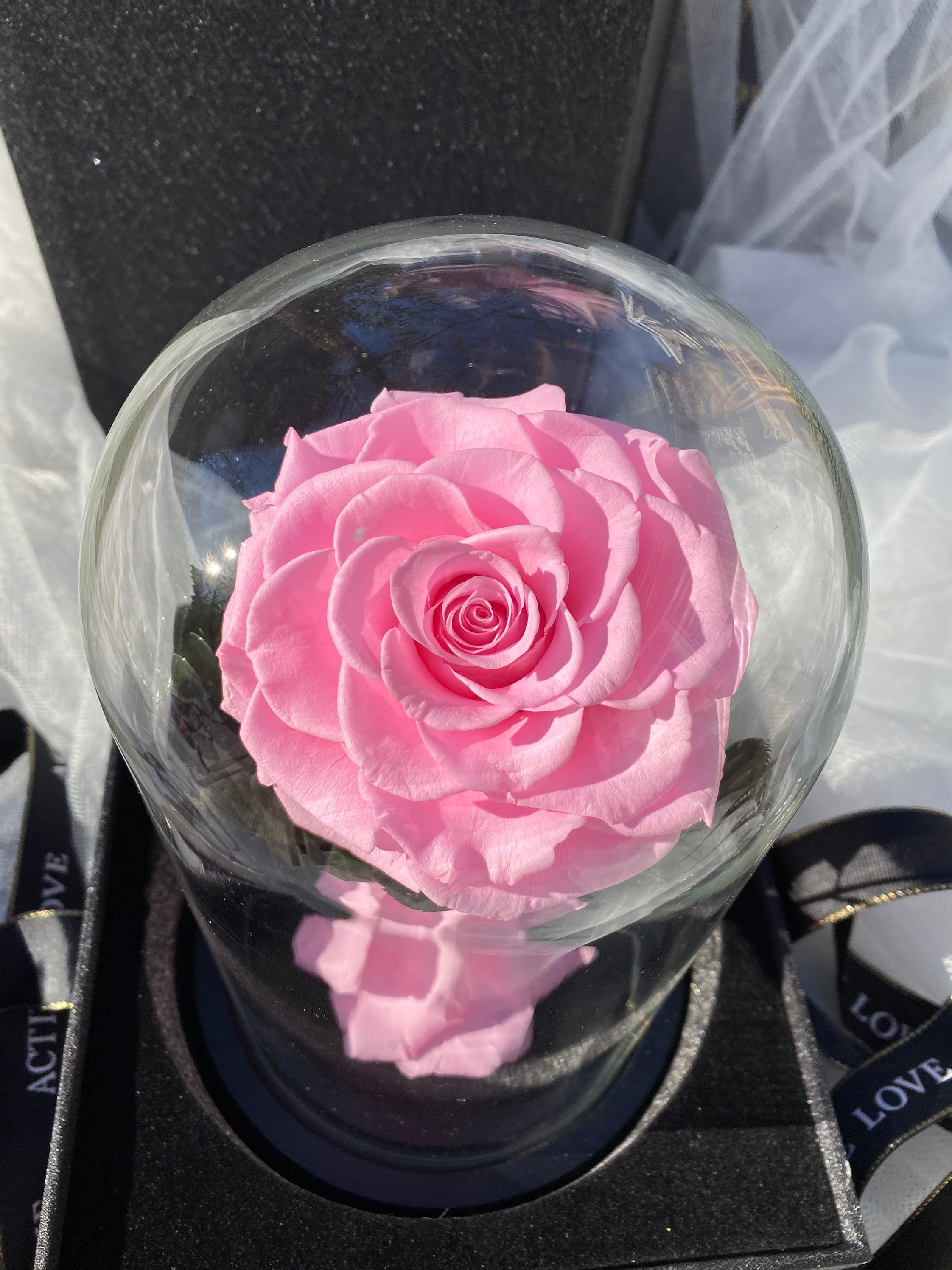 Rose In Glass Dome