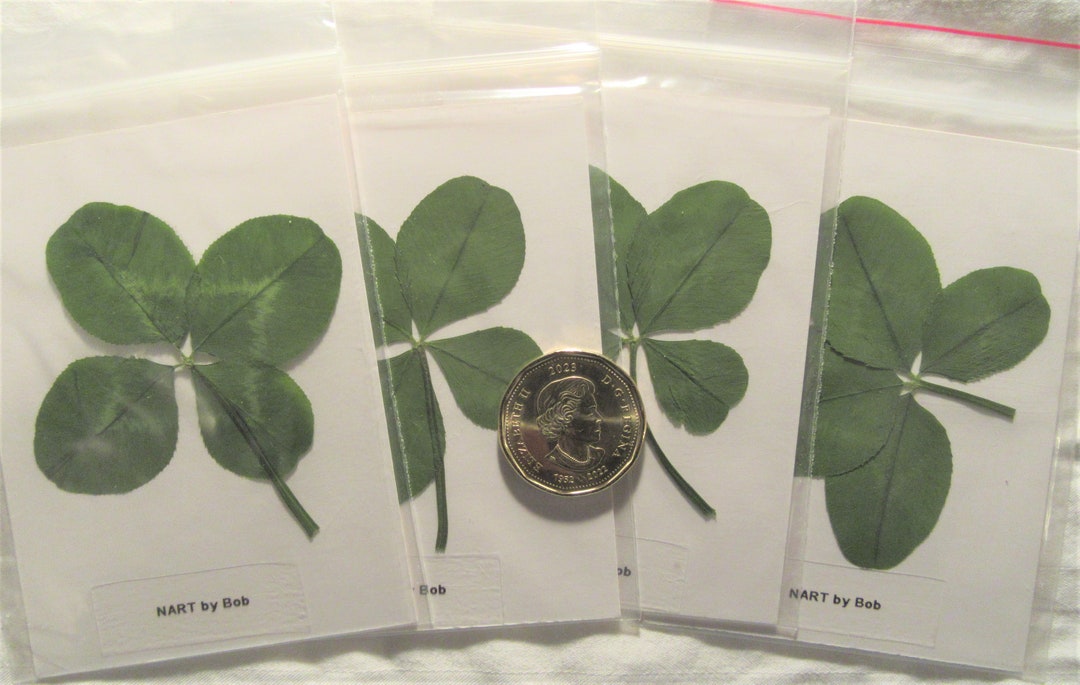 Real FOUR LEAF CLOVERS 4 Pak Loose D.I.Y., Real 4 Leaf Clovers, lucky ...