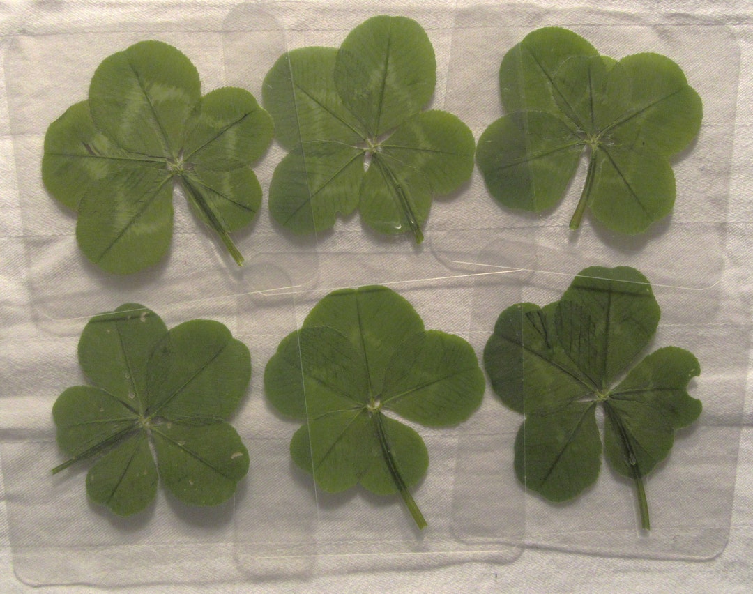 Laminated, FIVE LEAF CLOVERS, 1.5 to 2 Inches Diameter, lucky 2023, 6 ...