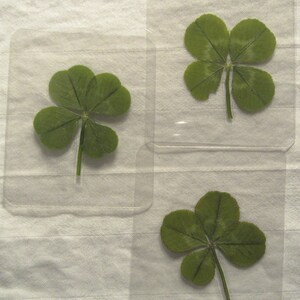 Real, FOUR LEAF CLOVERS, 6 Pak, Laminated lucky 2023, Clover Cards - Etsy
