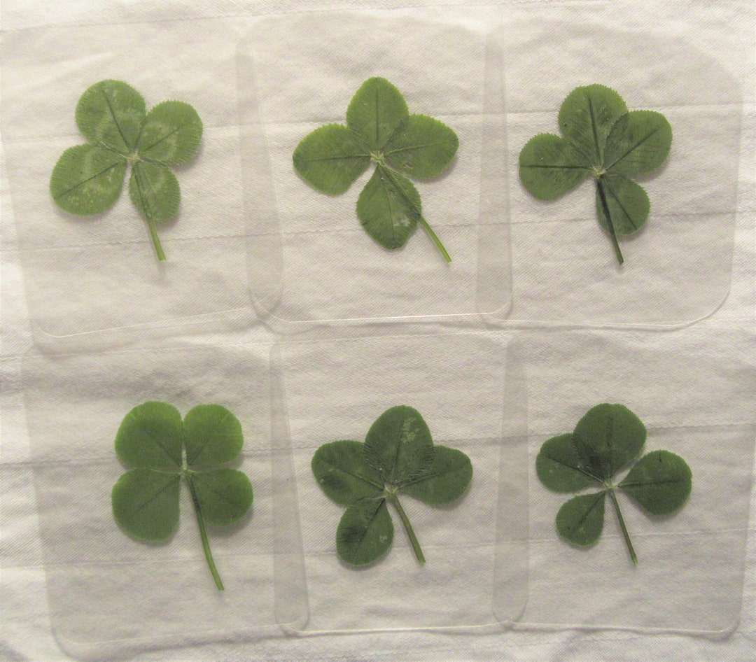Real FOUR LEAF CLOVERS 6 Pak Laminated lucky 2023, Clover Cards - Etsy