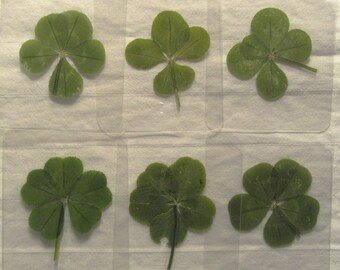 Real FOUR LEAF CLOVERS 6 Pak Laminated lucky 2023, Clover Cards - Etsy