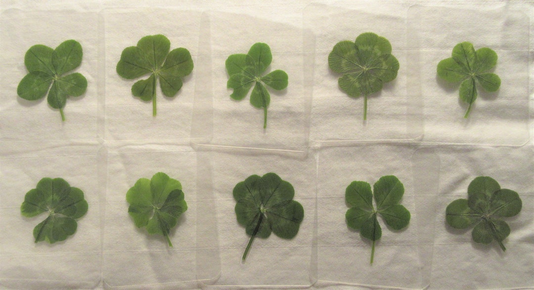 Real FIVE LEAF CLOVERS 10 Pak Laminated lucky - Etsy