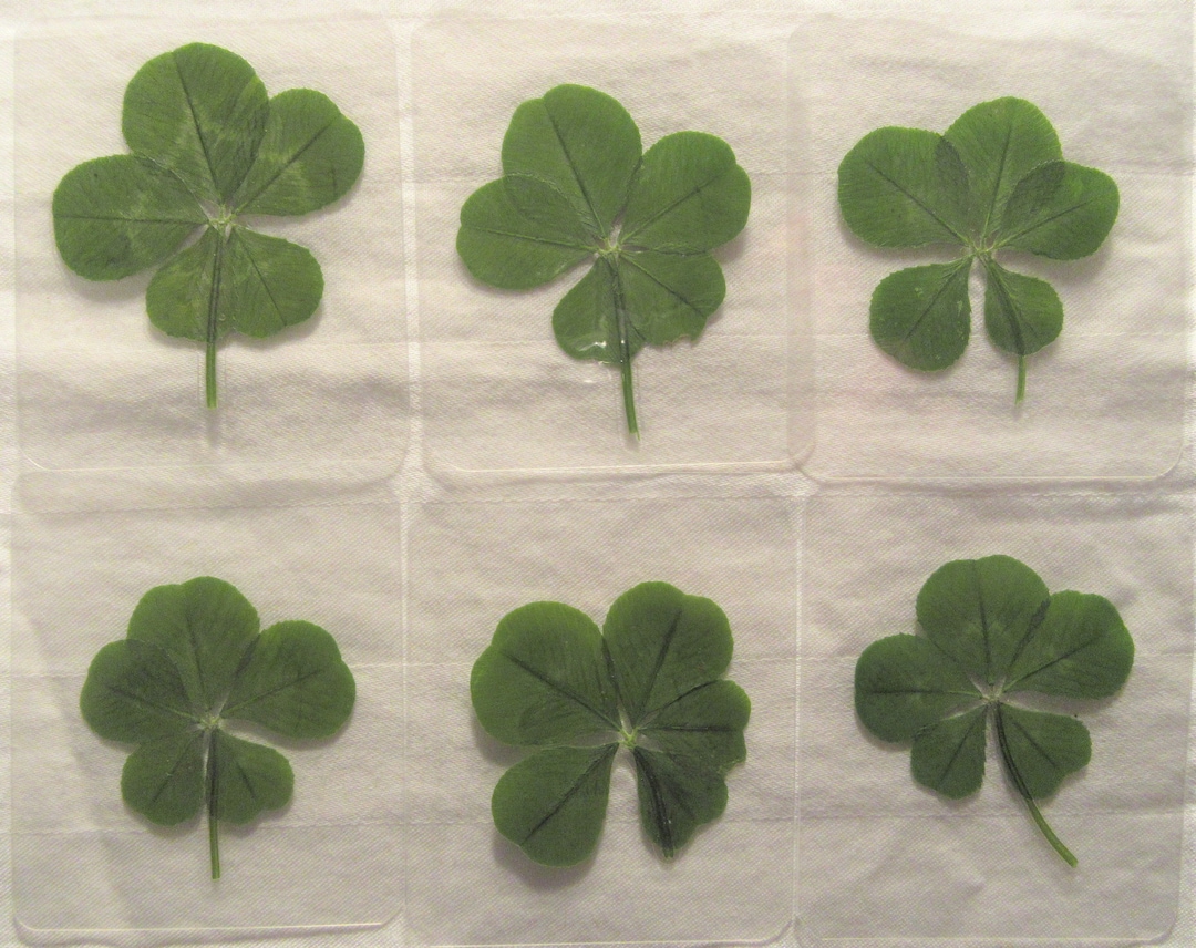 Real FIVE LEAF CLOVERS 6 Pak Laminated lucky - Etsy