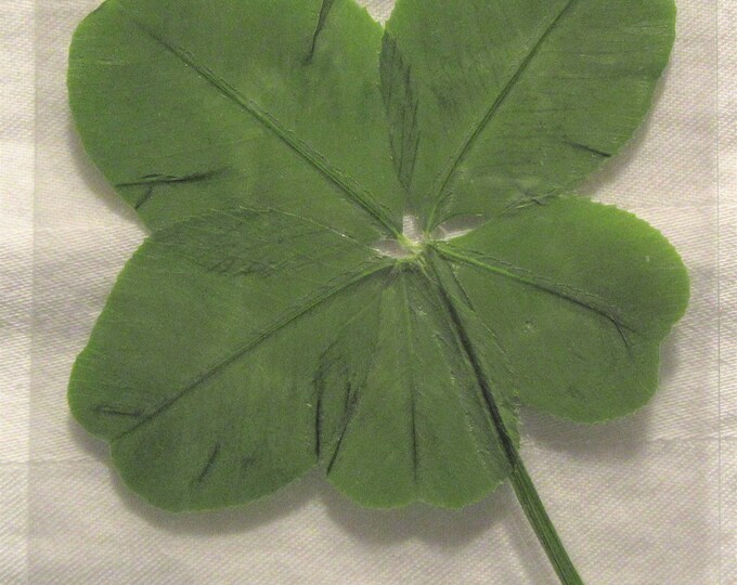 Real five LEAF CLOVER 1 Pak Laminated Clover Card lucky 2023 - Etsy