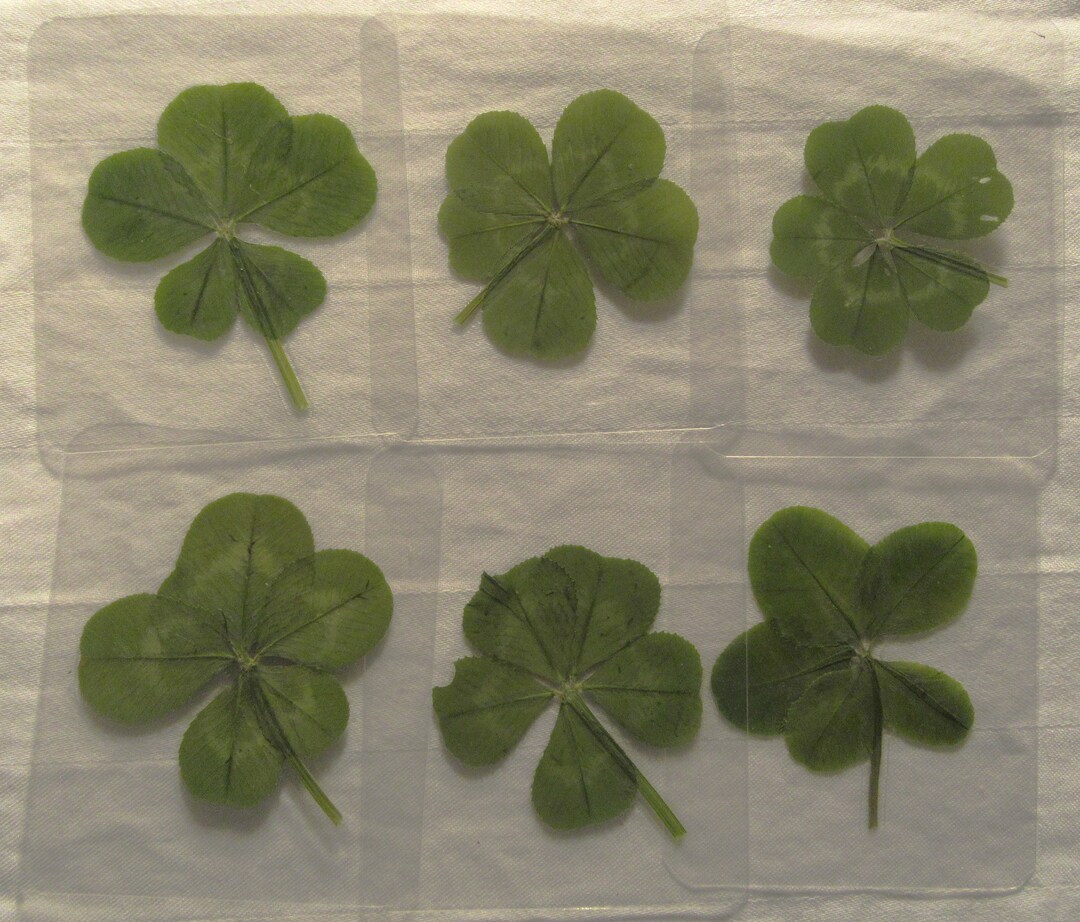 Real FIVE LEAF CLOVERS 6 Pak Laminated lucky - Etsy UK